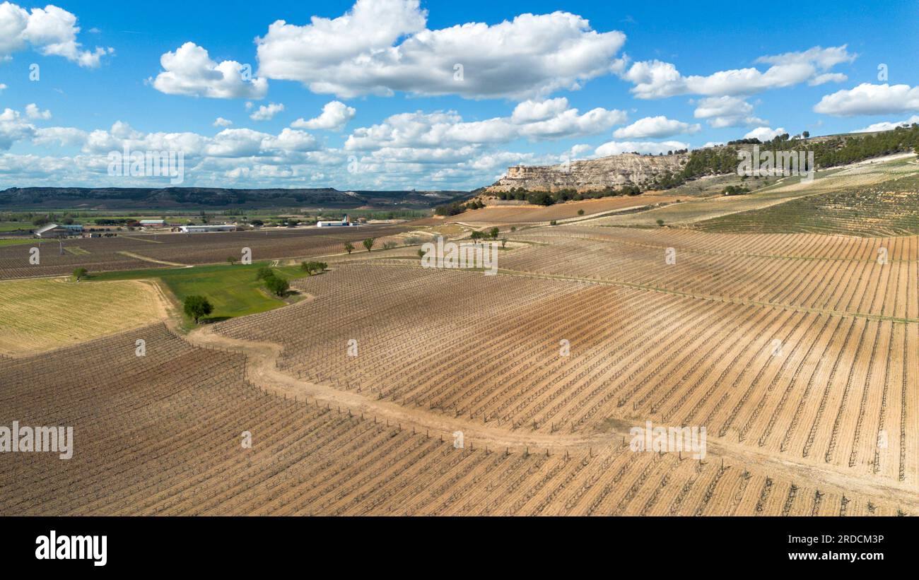 Aerial view of a lone tree in a vineyard during spring in the Ribera ...