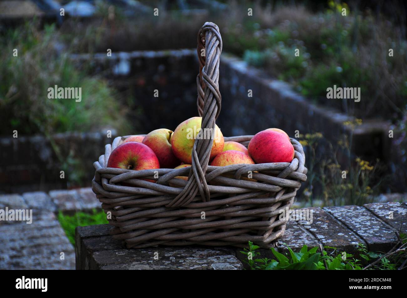Bramley large red, green cooking apples with sharp, tart taste and high ...