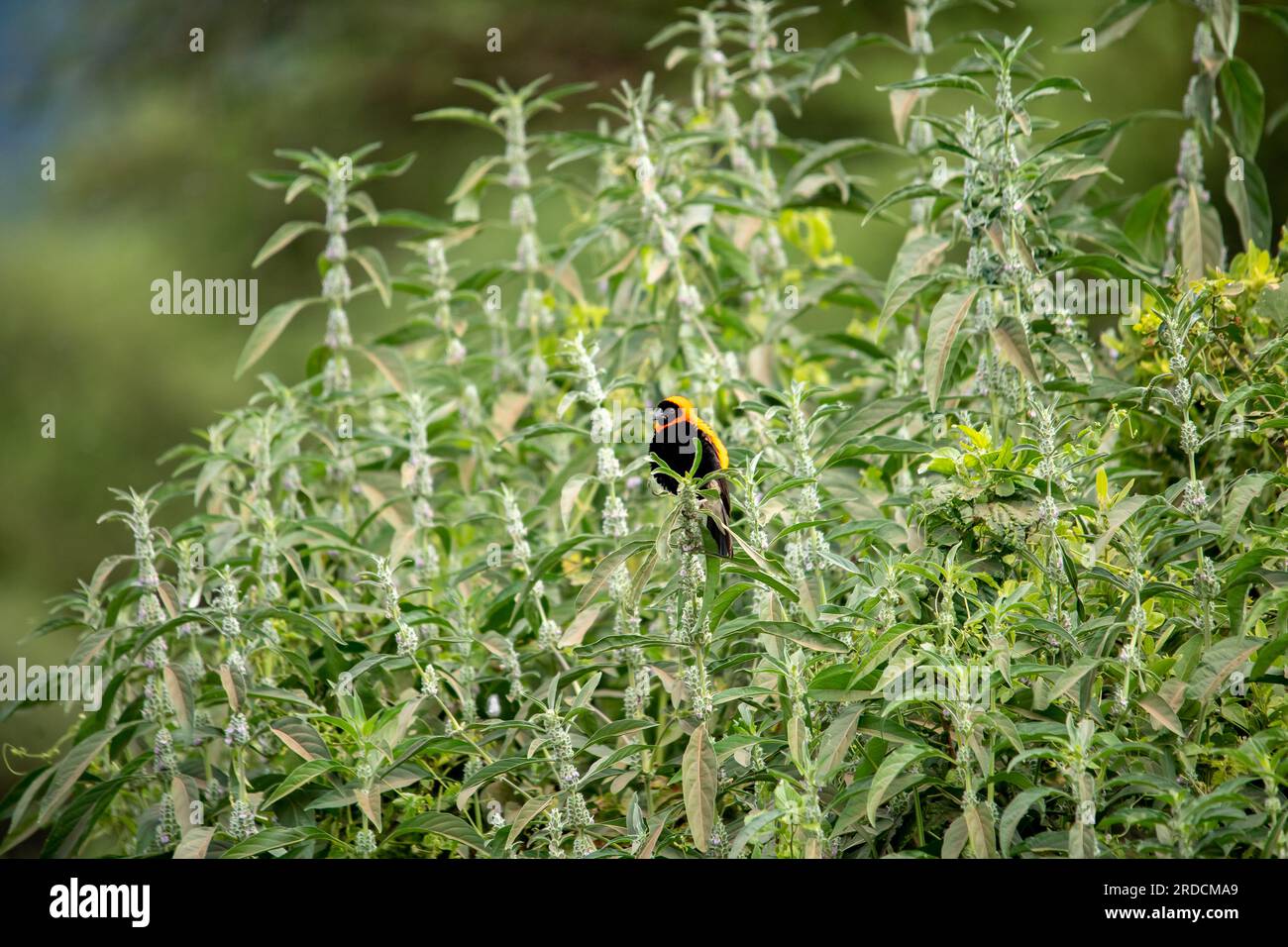 Fat bird hi-res stock photography and images - Alamy