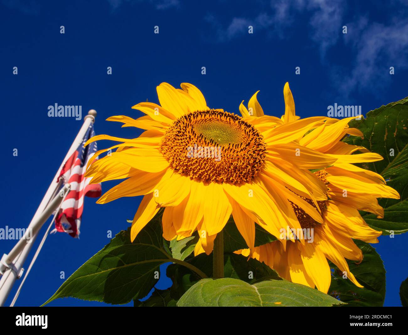 A magnificent sunflower towering above, embraced by the fluttering ...