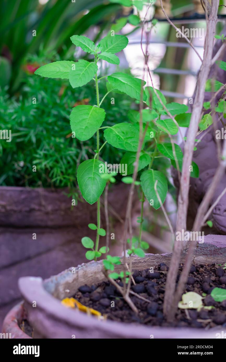 Divine Tulsi Tree Daytime Views from Unique Perspectives Stock Photo ...