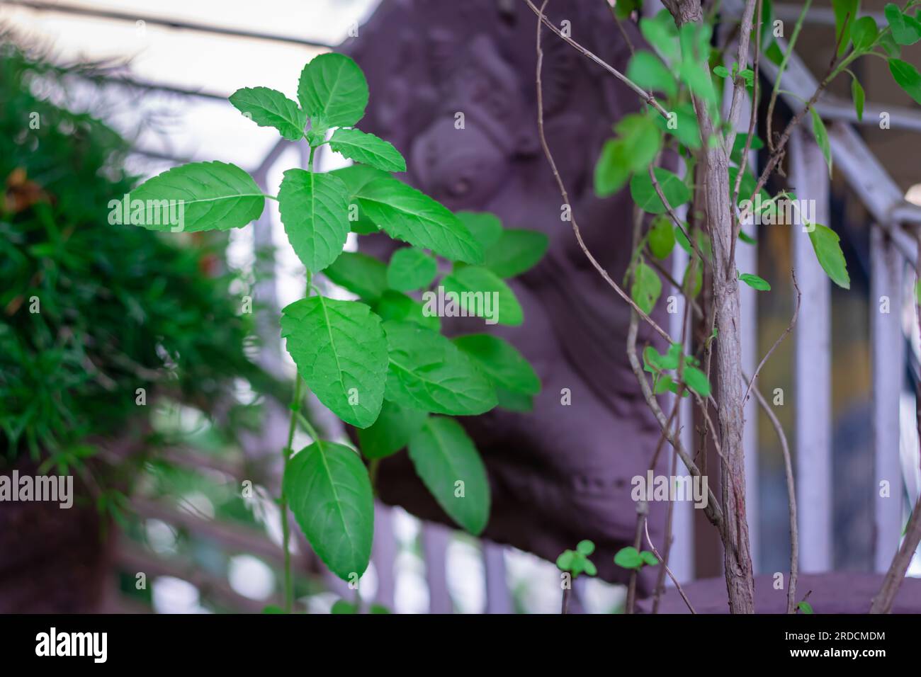 Tulsi patta hi-res stock photography and images - Alamy