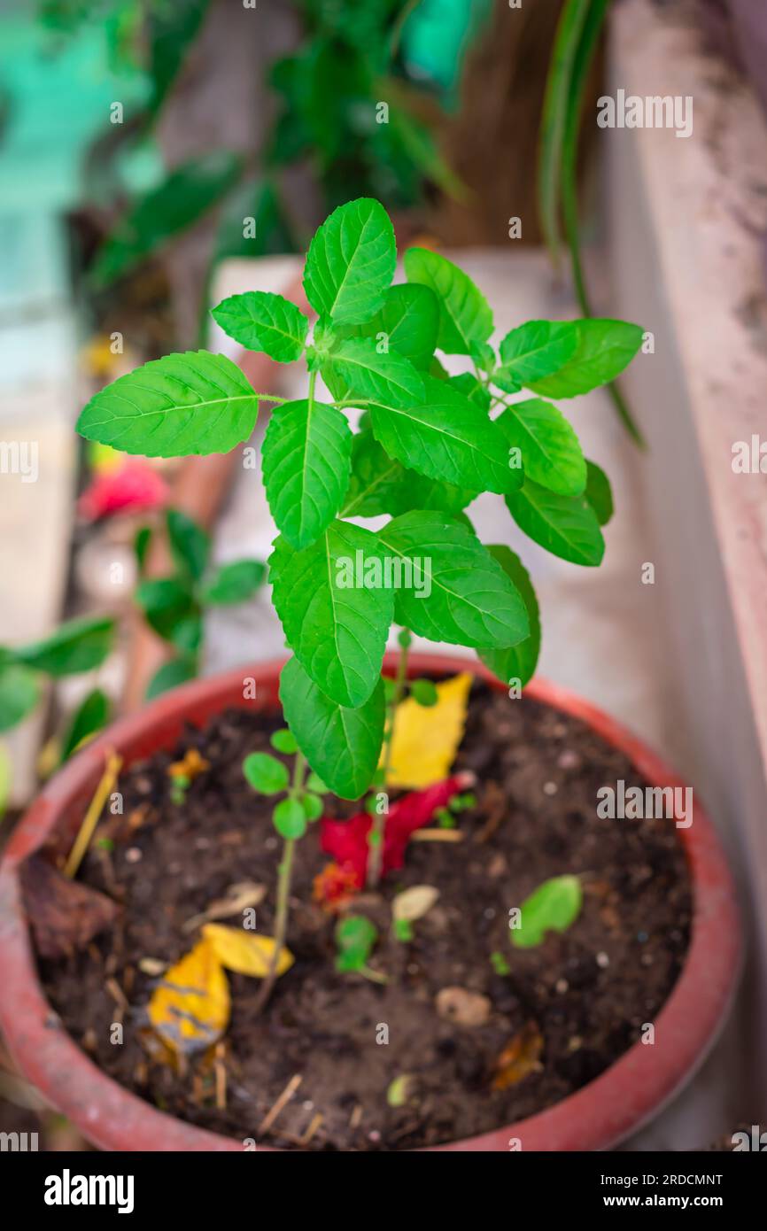 Divine Tulsi Tree Daytime Views from Unique Perspectives Stock Photo ...