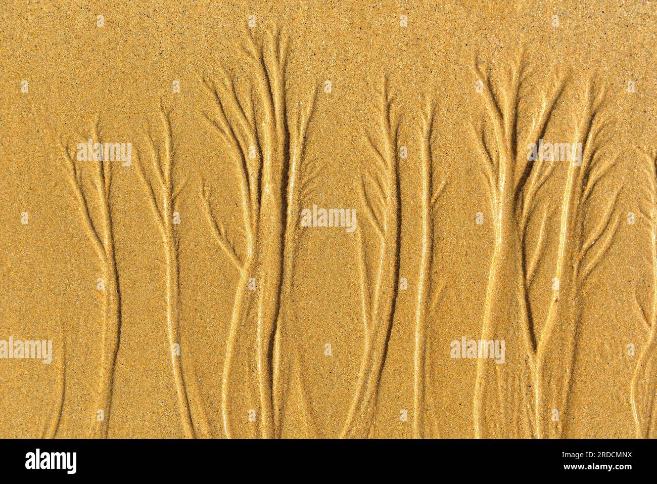 Abstract landscape of trees in the sand Stock Photo - Alamy