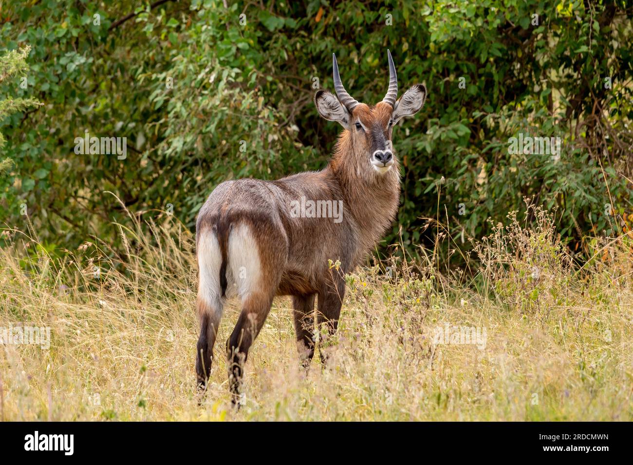 Waterbuck tanzania hi-res stock photography and images - Alamy