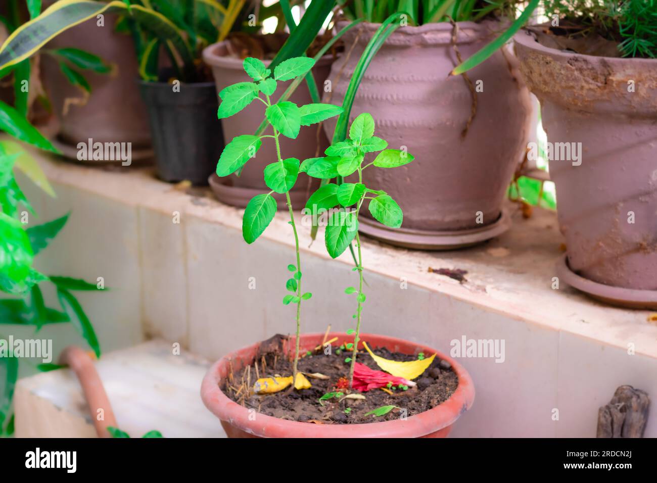 Divine Tulsi Tree Daytime Views from Unique Perspectives Stock Photo ...