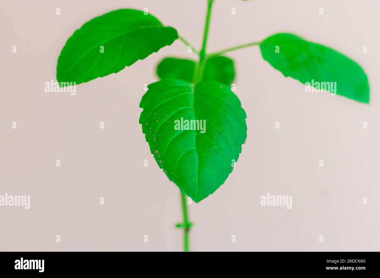 Sacred Tulsi Tree with white background from Unique Perspectives Stock ...