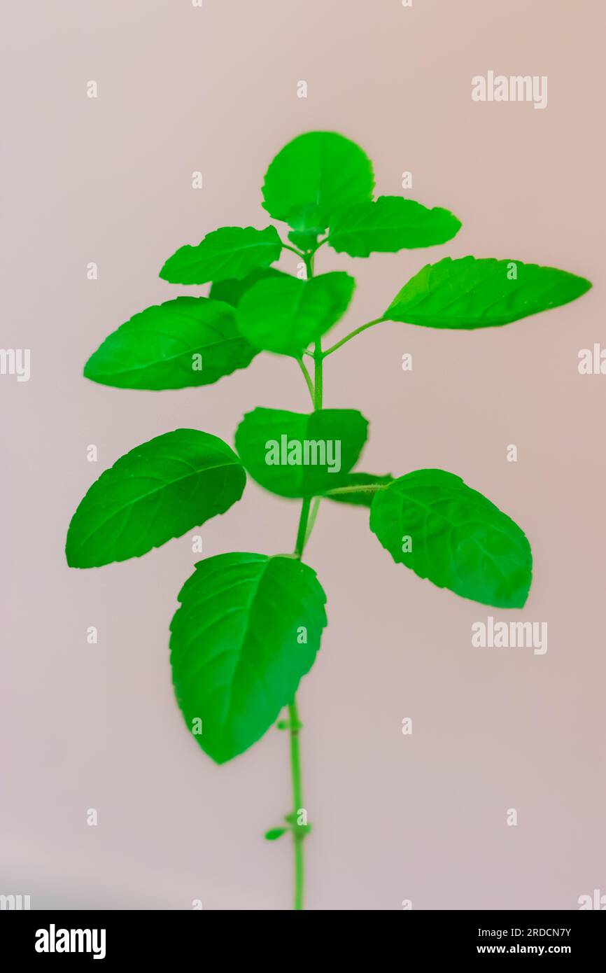 Sacred Tulsi Tree with white background from Unique Perspectives Stock ...