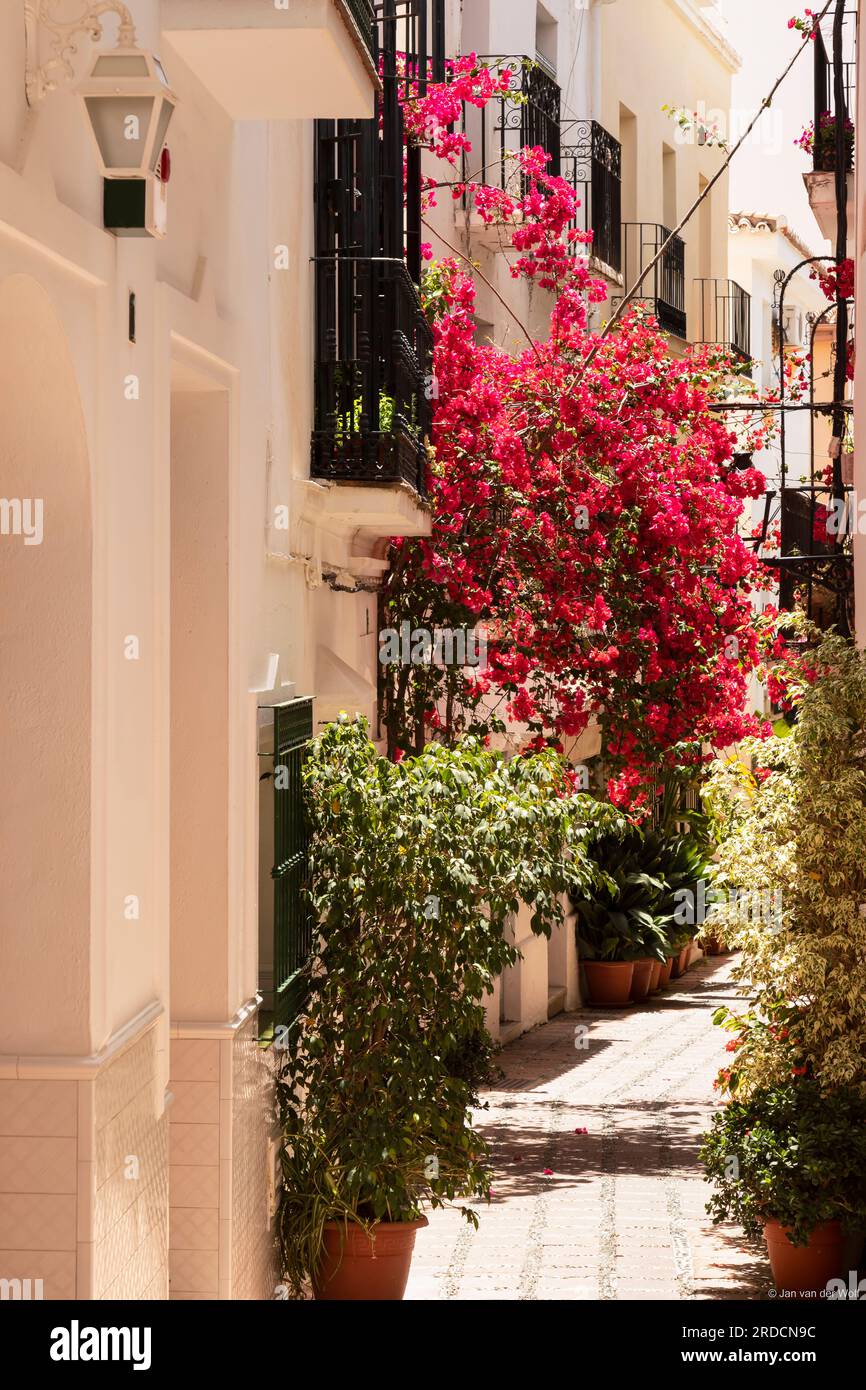 Narrow alley with plants and red bougainvillea flowers in the center of ...