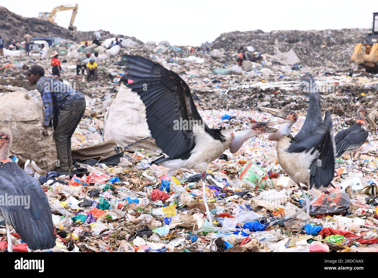 Nairobi, Kenya. 14th July, 2023. Marabou stork fly over garbage as ...