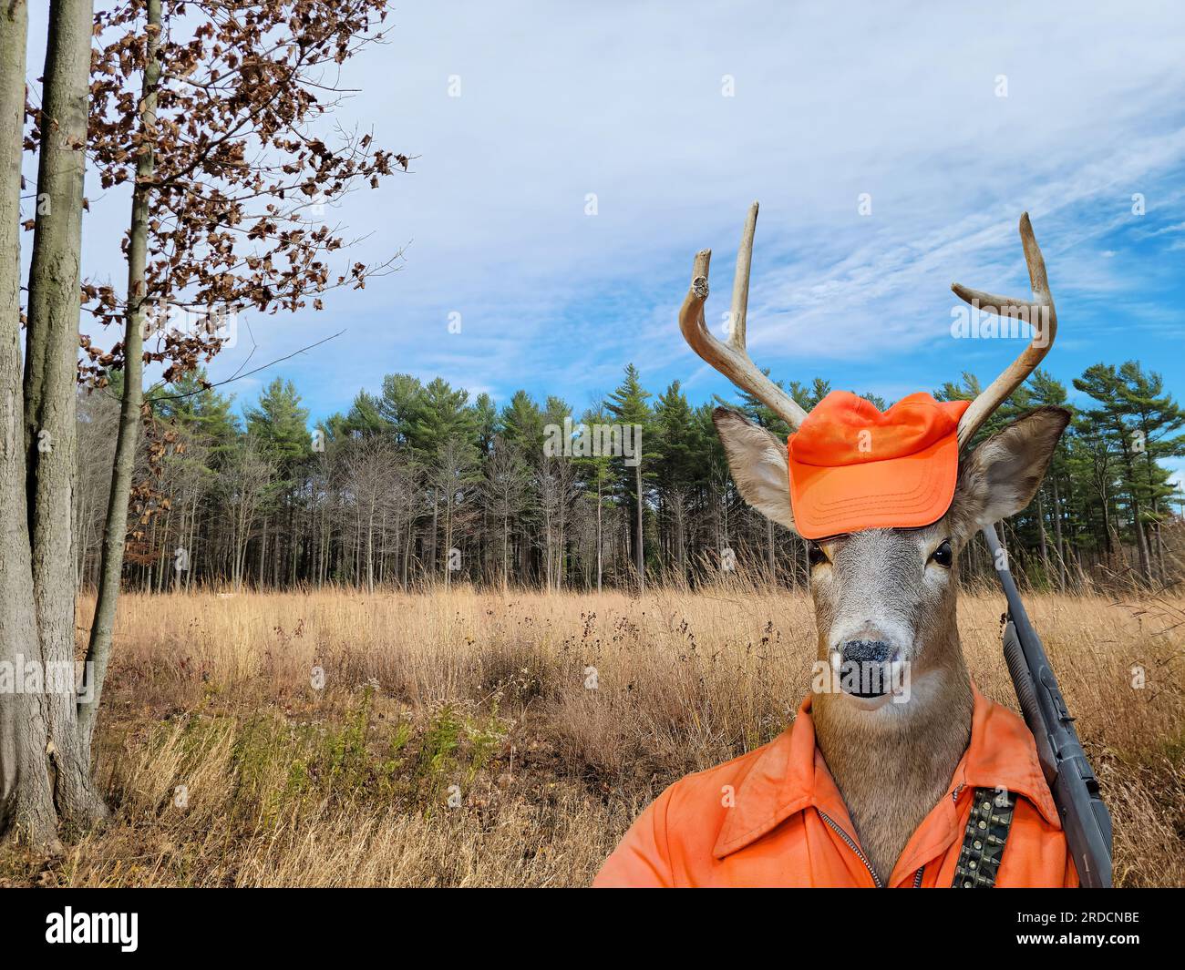 Whitetail buck with a hunting rifle, orange cap, and jacket in an ...