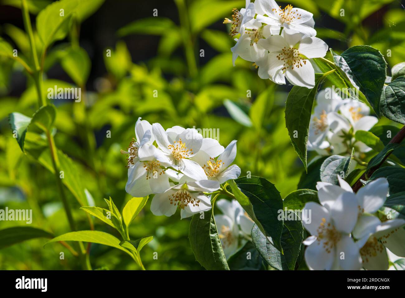 Dogwood, sweet mock orange, Philadelphus coronarius, species of ...