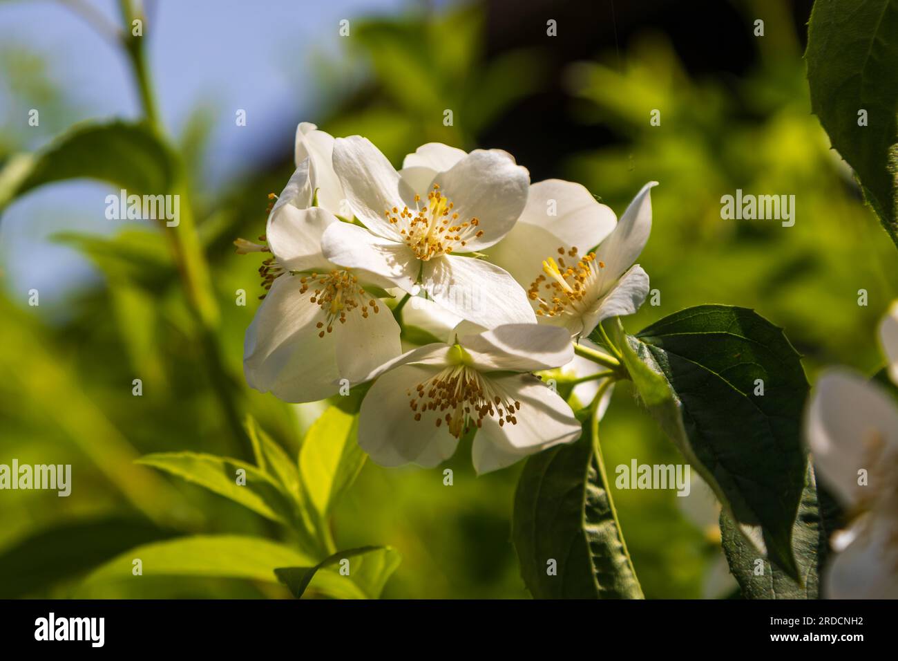 Dogwood, sweet mock orange, Philadelphus coronarius, species of ...