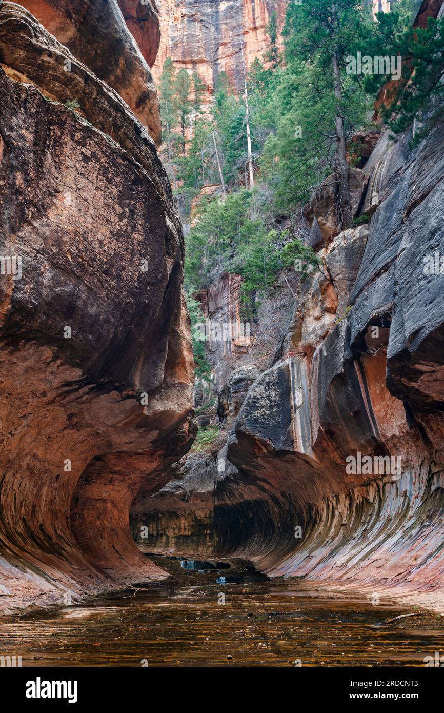 Zion National Park, Subway Left Fork North Creek, Utah Stock Photo - Alamy
