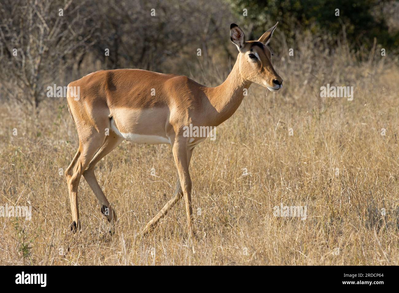 Impala rooibok aepyceros melampus hi-res stock photography and images ...