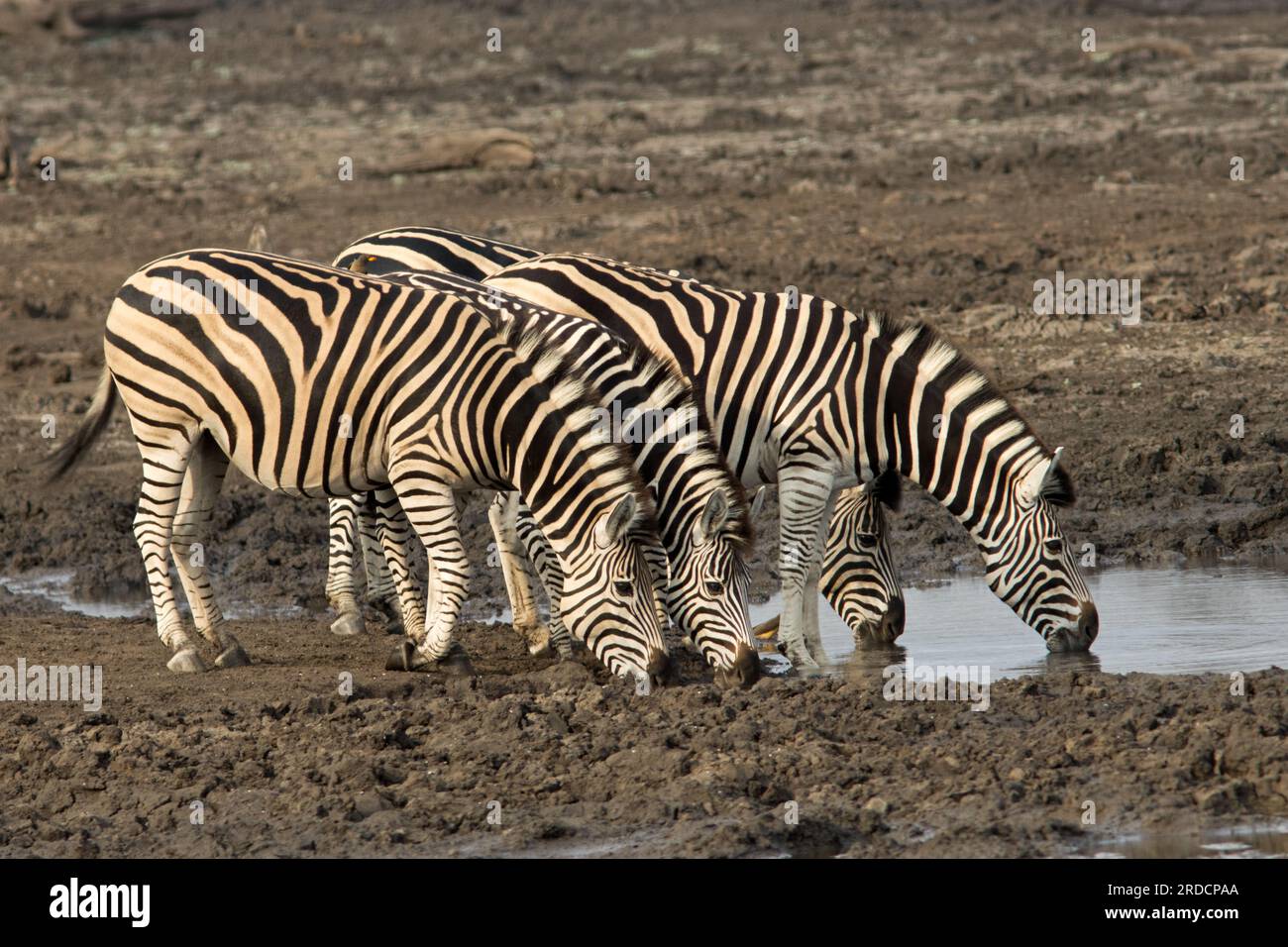 Zebra drinking hole hi-res stock photography and images - Alamy