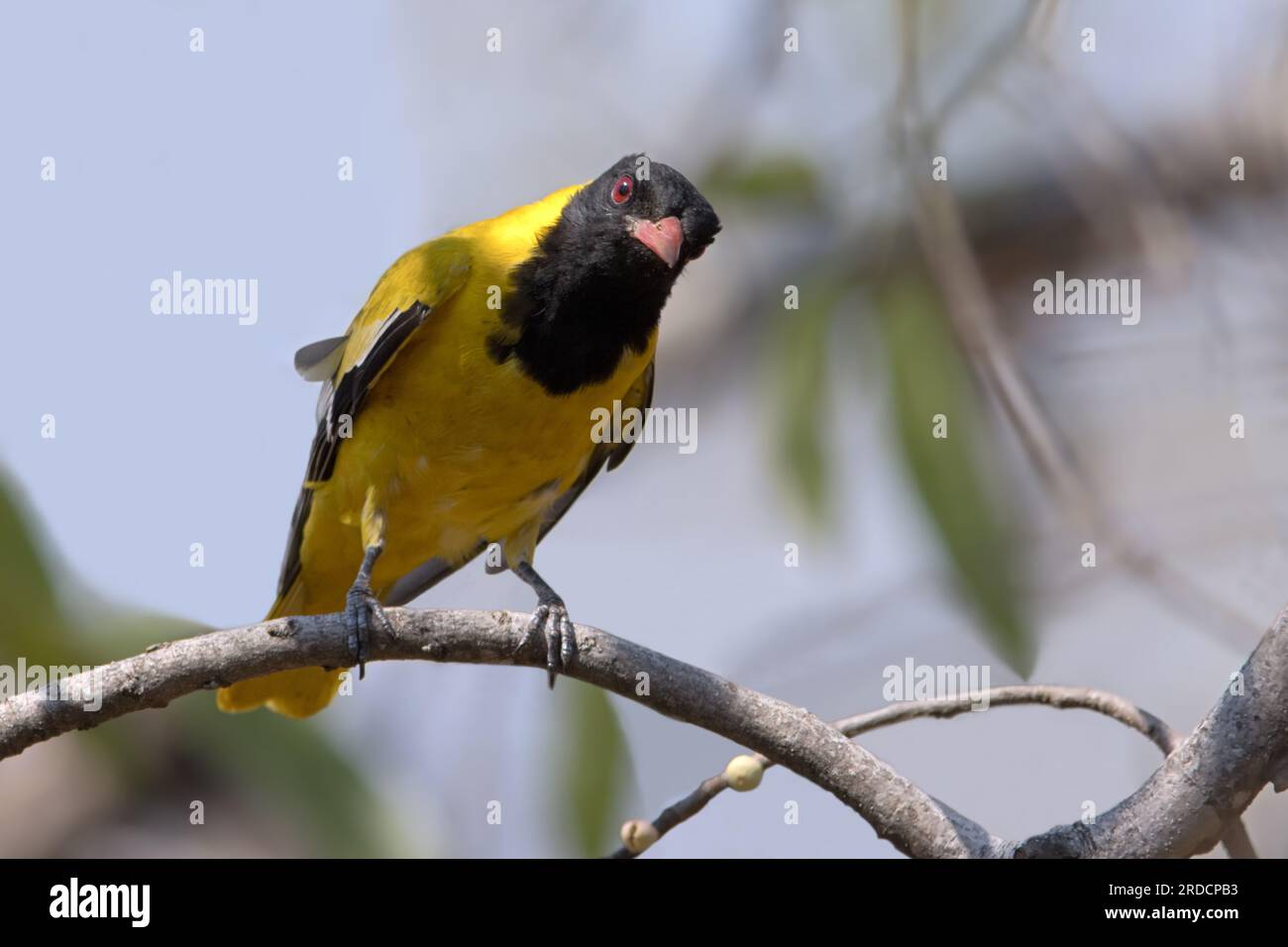 African oriole hi-res stock photography and images - Alamy