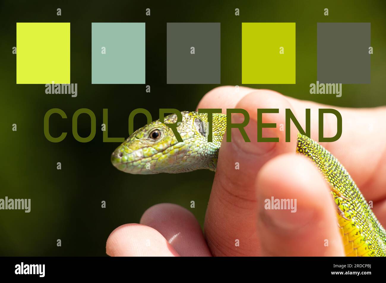 Selection of colors of green shades according to the color of the ...