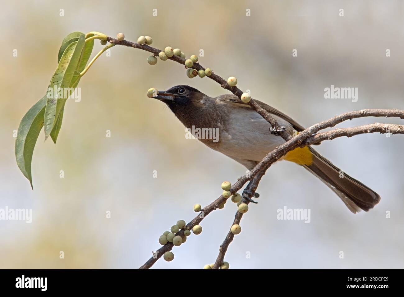 The dark capped bulbul pycnonotus tricolor hi-res stock photography and ...