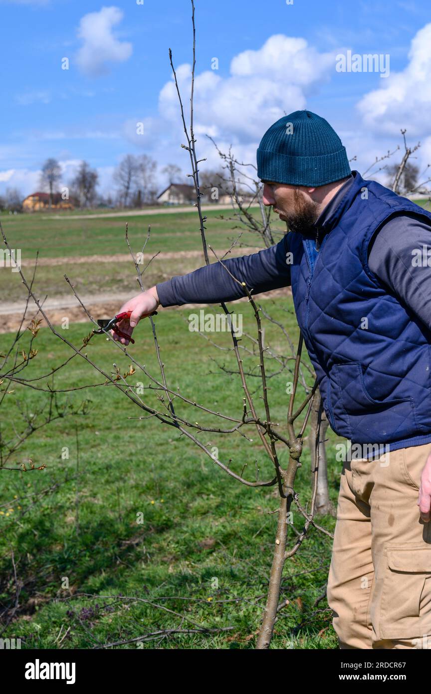 Forming the crown of a tree with the help of spring pruning and removal ...