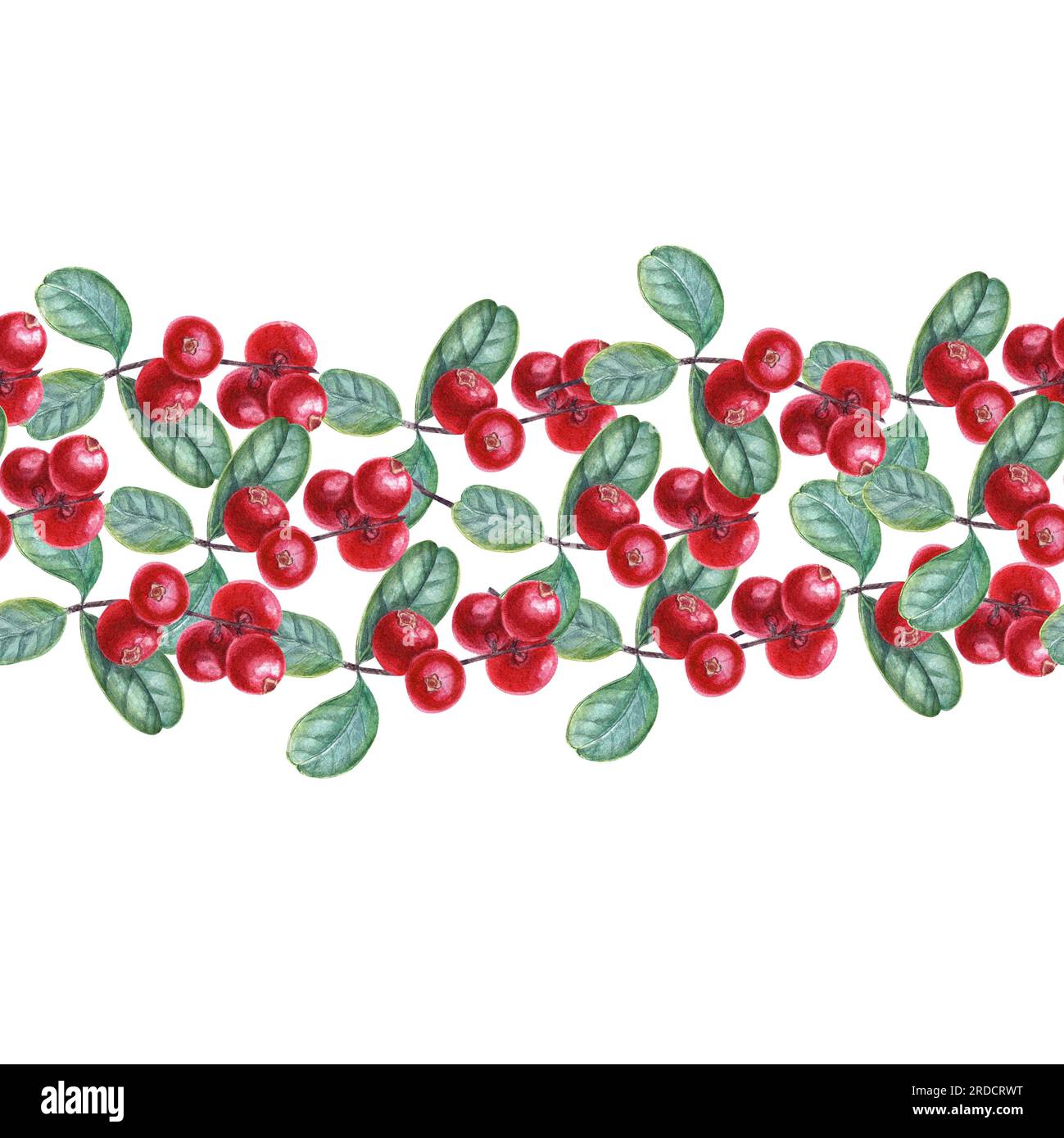 Seamless border of ripe juicy cowberries isolated on white background ...