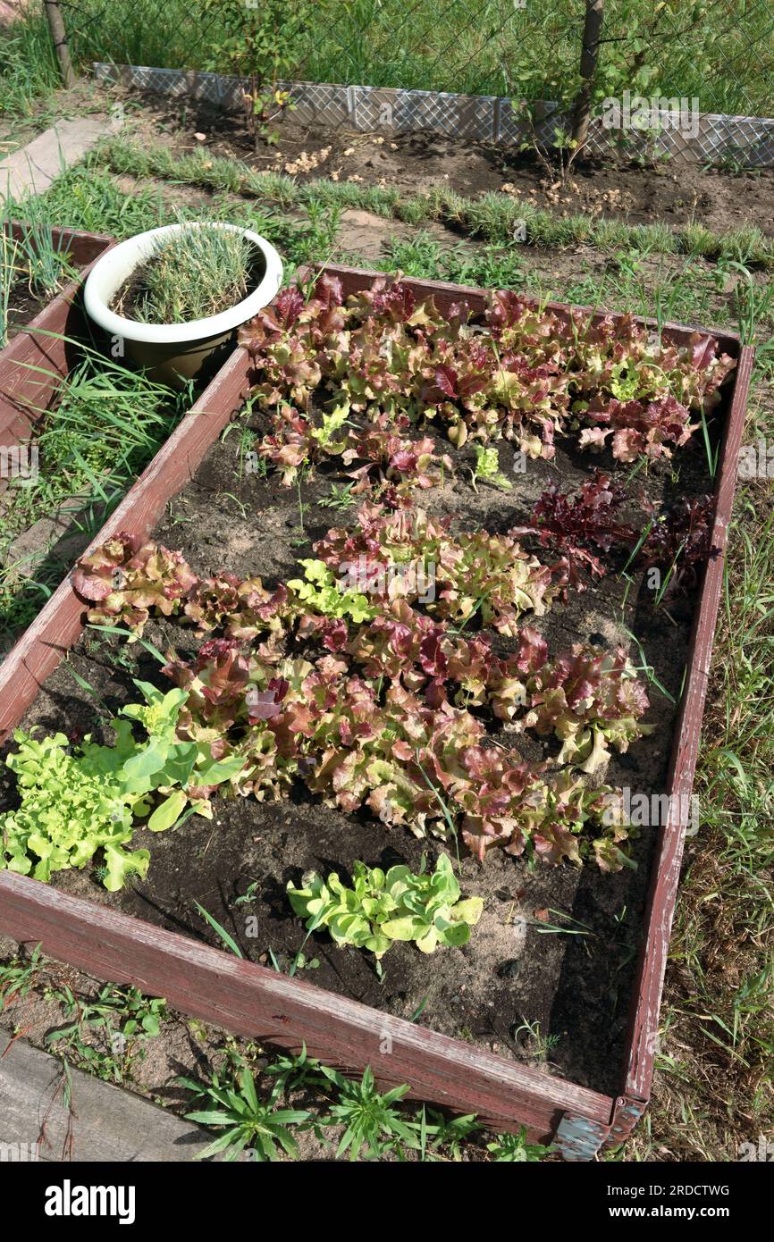 Beds with herbs and vegetables. Farming in the village Stock Photo - Alamy