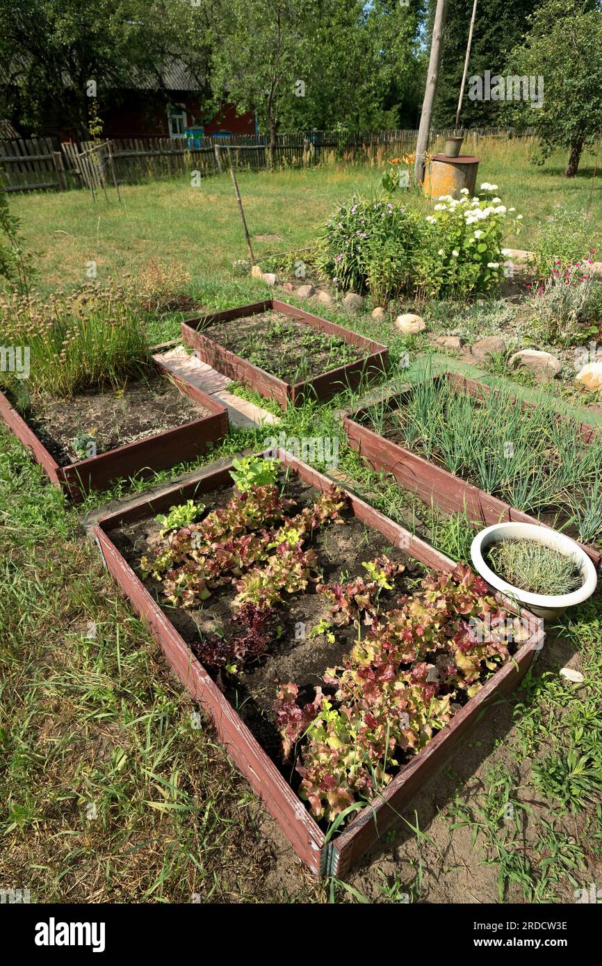 Beds with herbs and vegetables. Farming in the village Stock Photo - Alamy