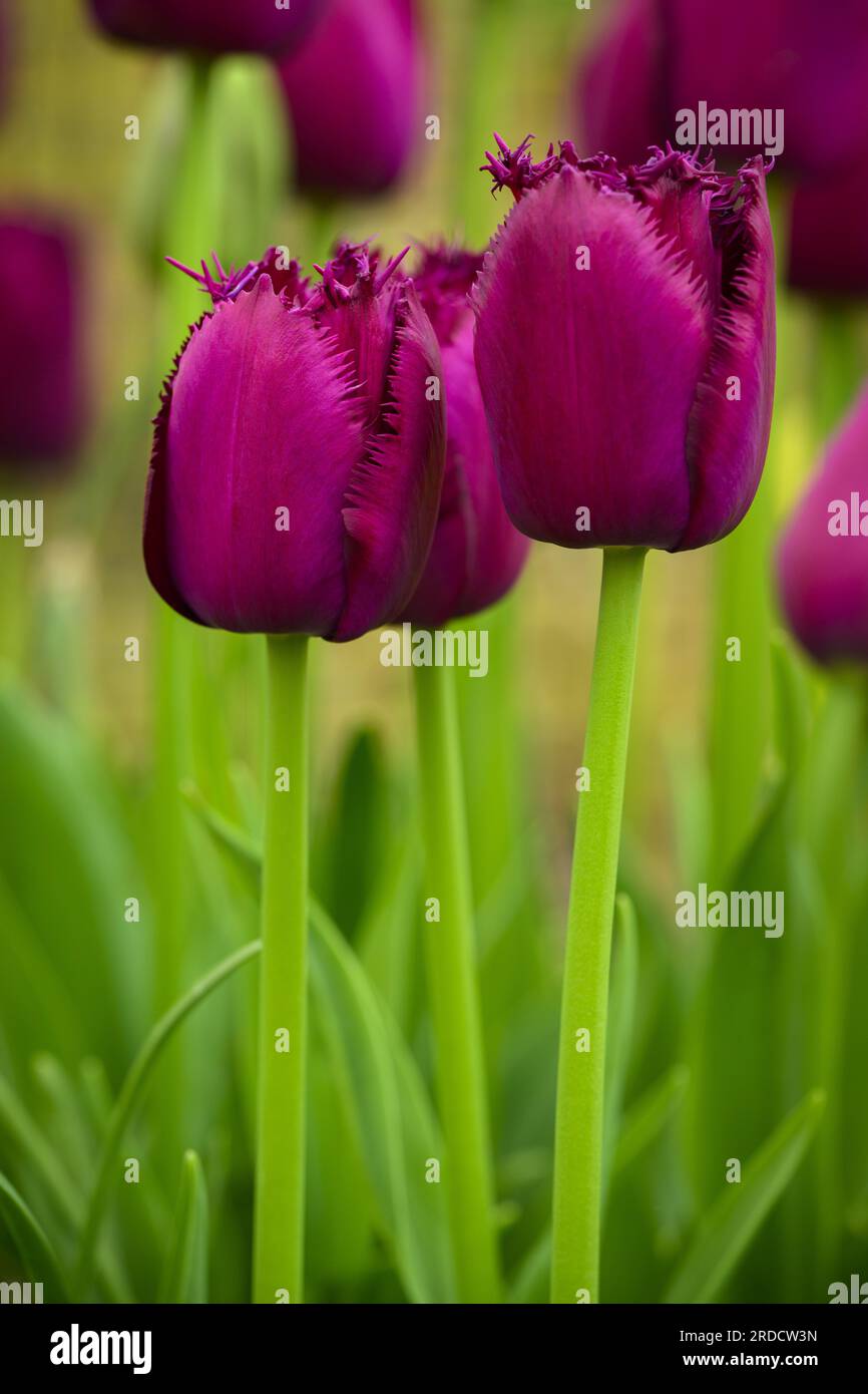 Tulipa 'Curly Sue' flowering (colourful frilly maroon heads, perennial ...
