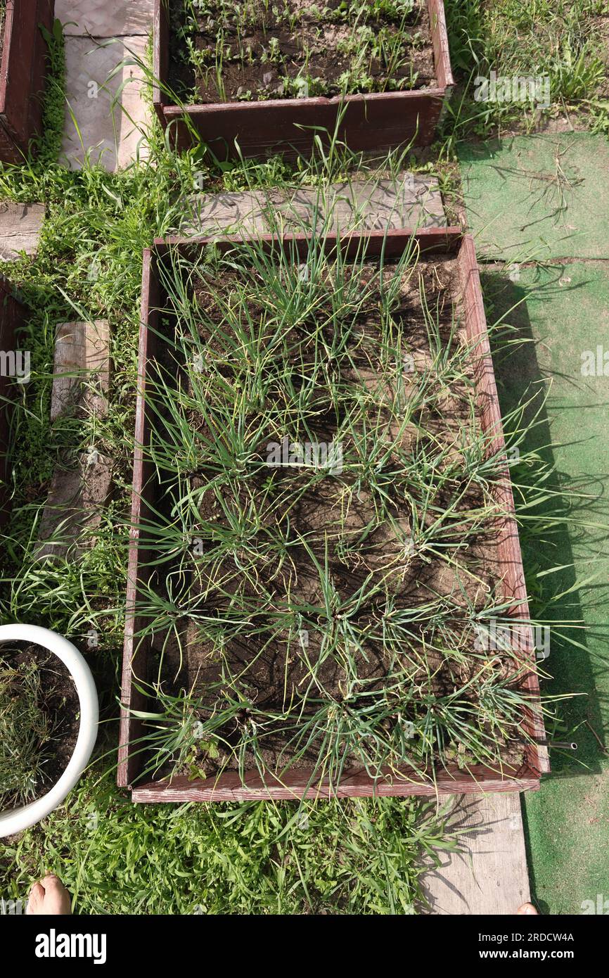 Beds with herbs and vegetables. Farming in the village Stock Photo - Alamy