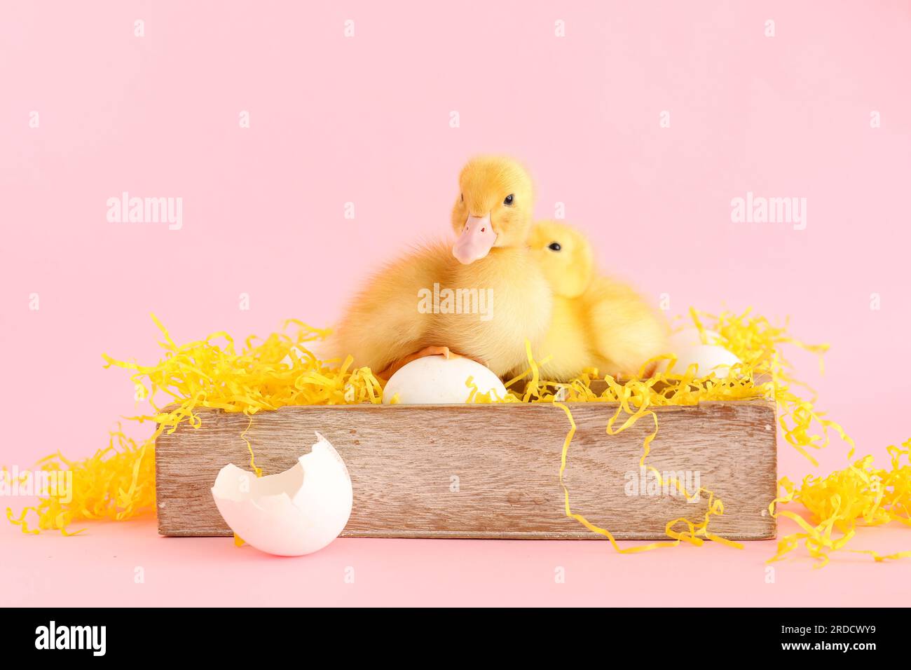 Wooden box with eggs and cute ducklings on pink background Stock Photo ...