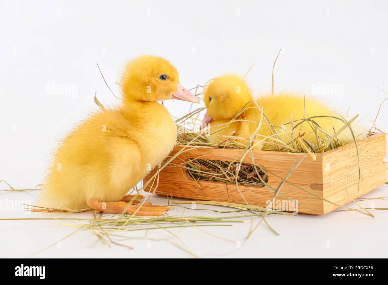 Wooden box with cute ducklings on white background Stock Photo - Alamy