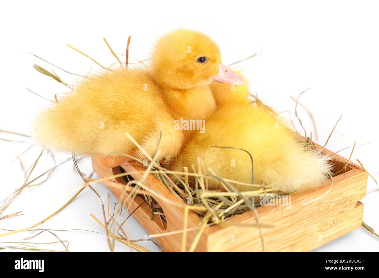 Wooden box with cute ducklings on white background Stock Photo - Alamy