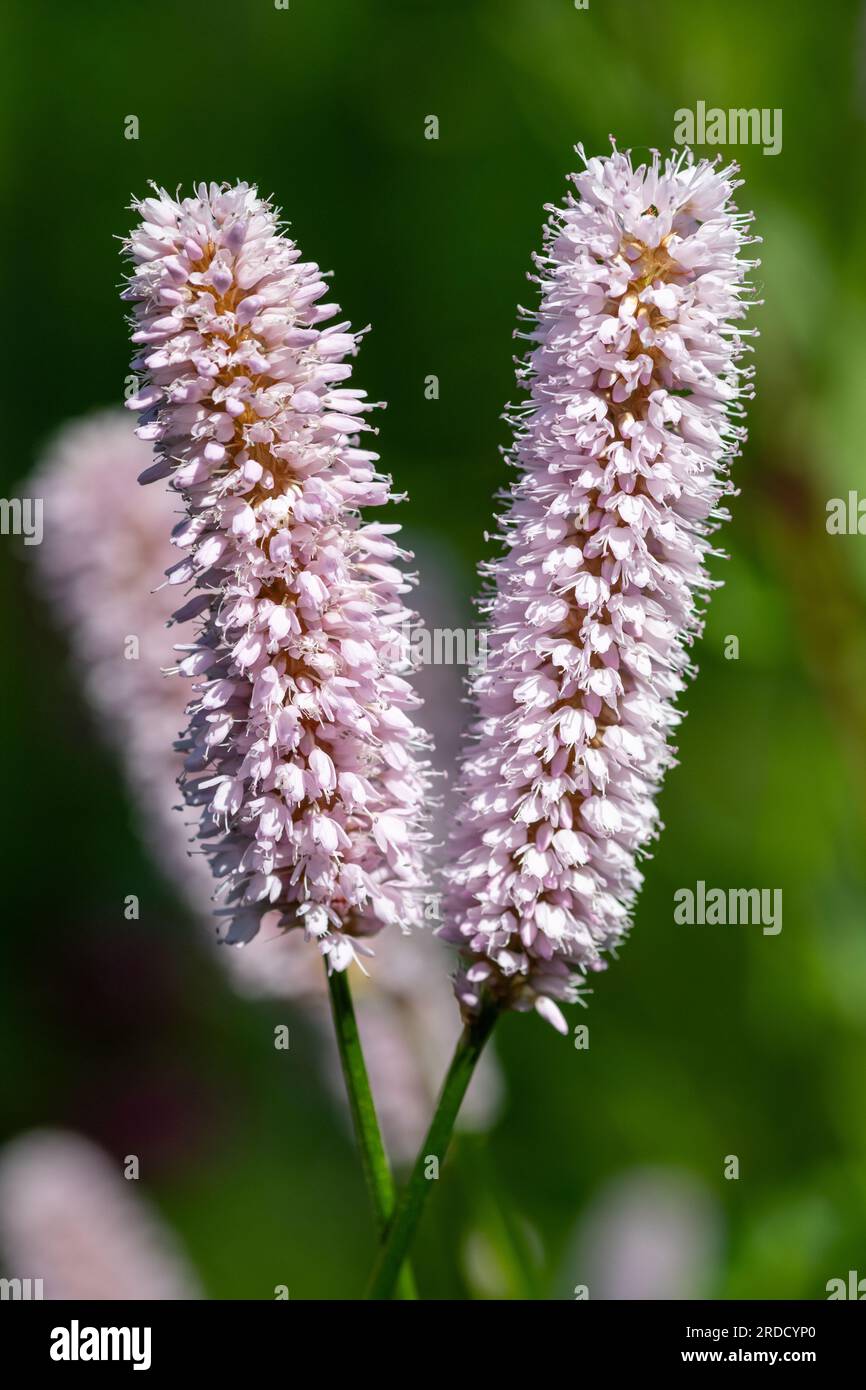 Macro shot of a common bistort (bistorta officinalis) flower in bloom ...