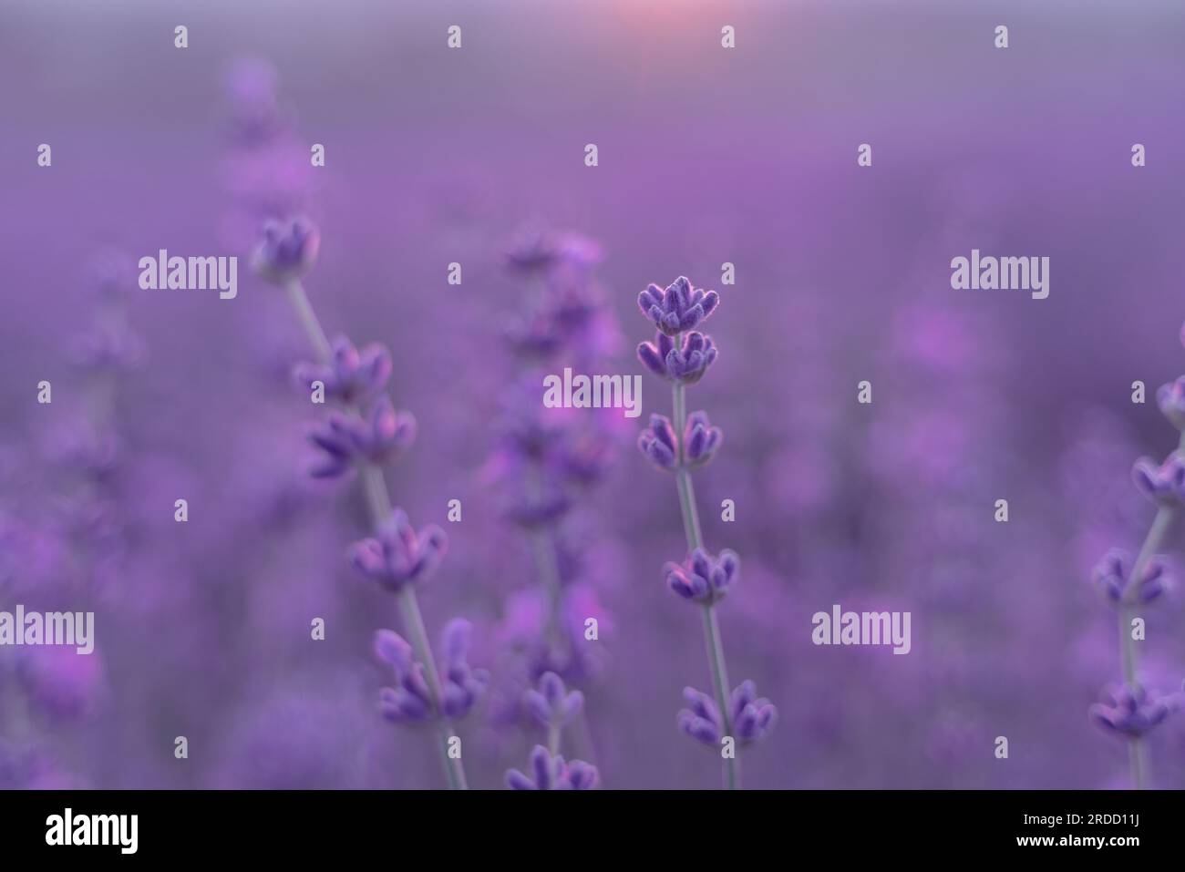 Lavender flower field. Violet lavender field sanset close up. Lavender ...