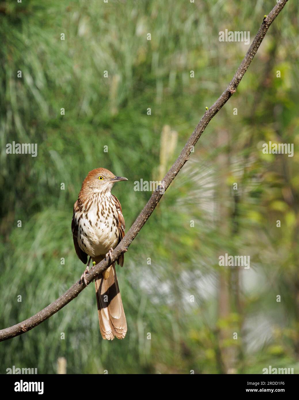 Brown thrasher (Toxostoma rufum) - Hall County, Georgia.. A brown ...