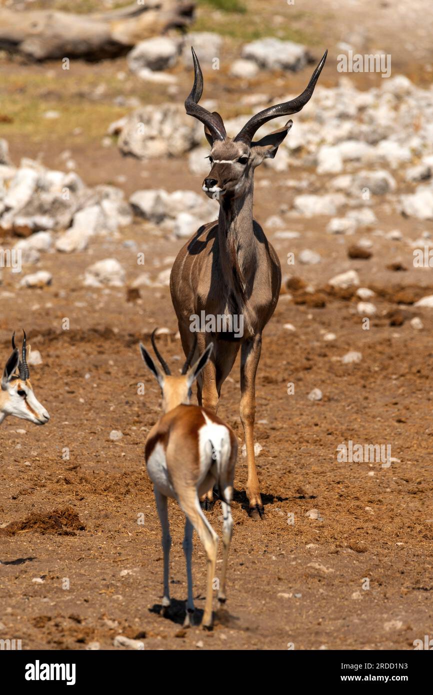 Male kudu antelope and springbok at Okaukuejo waterhole, Etosha ...