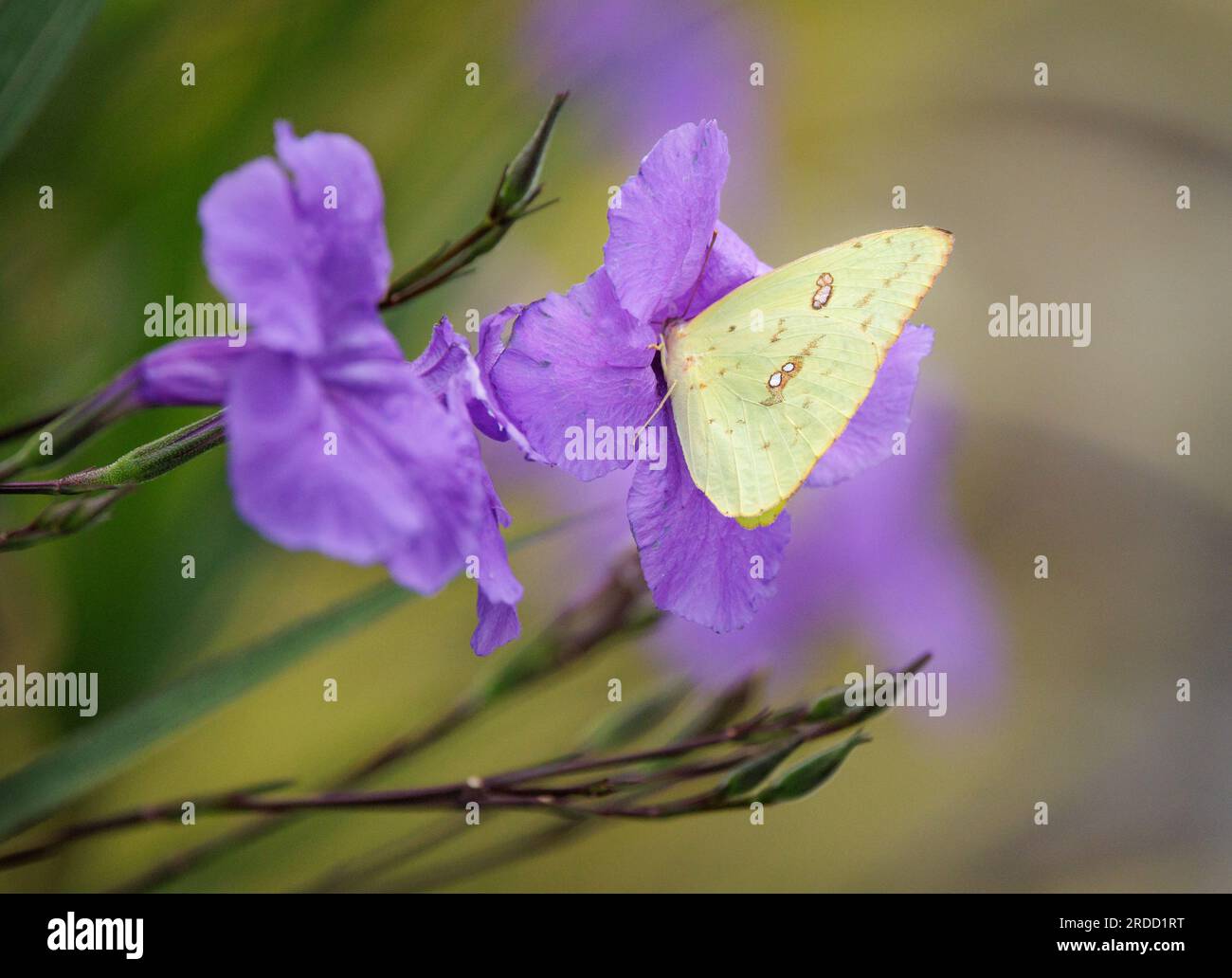 Cloudless sulfur (Phoebis sennae) - Hall County, Georgia. A sulfur ...