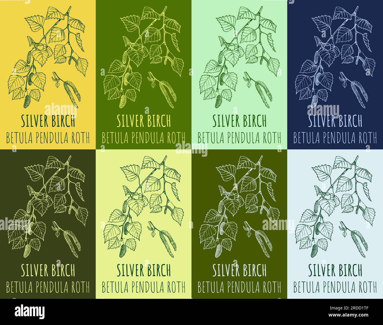 Set of vector drawing SILVER BIRCH in various colors. Hand drawn ...