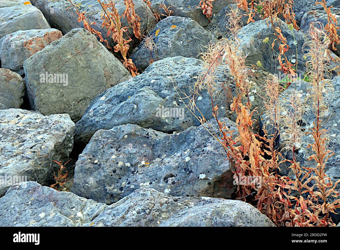 Summer: A group of large grey rocks with dried wild plants between them ...