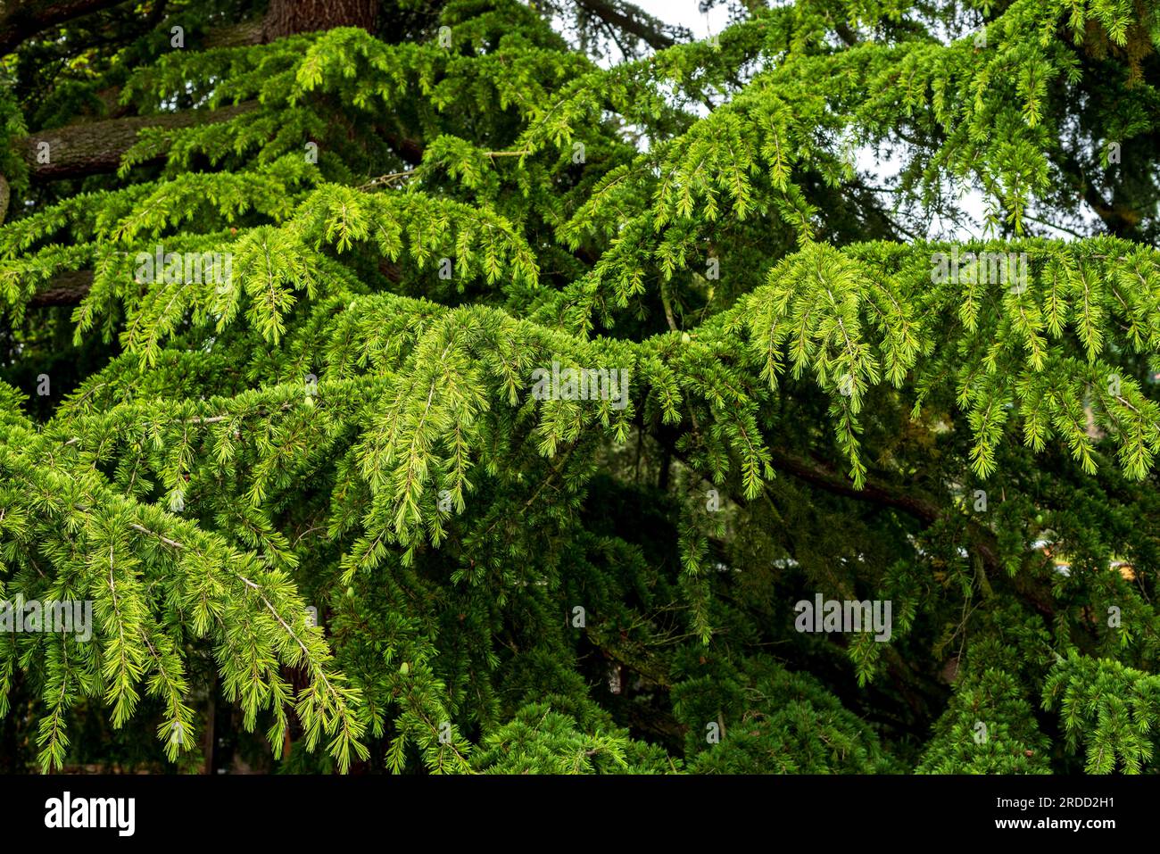 Cedrus deodara, the deodar cedar, Himalayan cedar, or deodar, is a ...