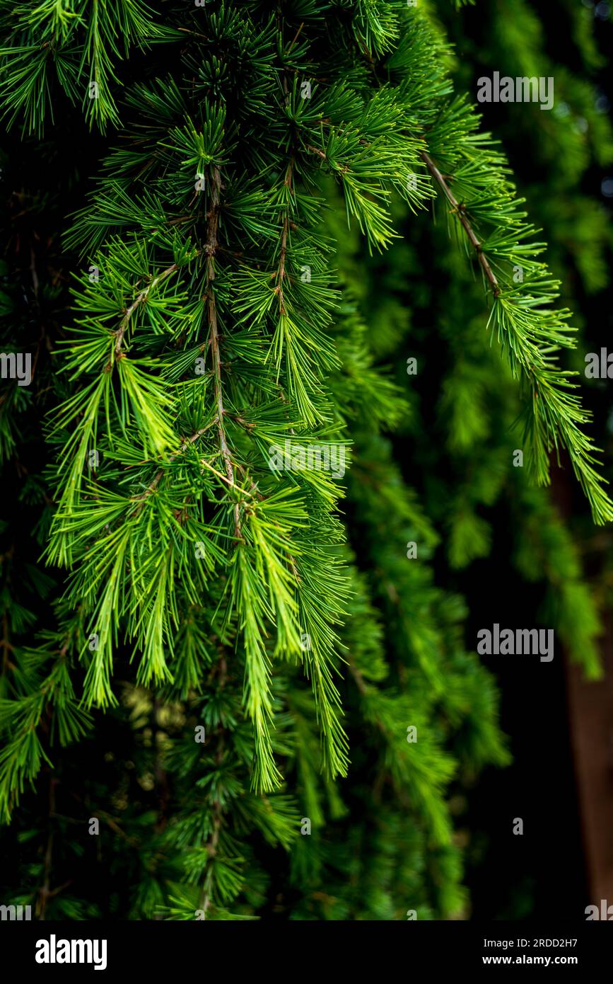 Cedrus deodara, the deodar cedar, Himalayan cedar, or deodar, is a ...