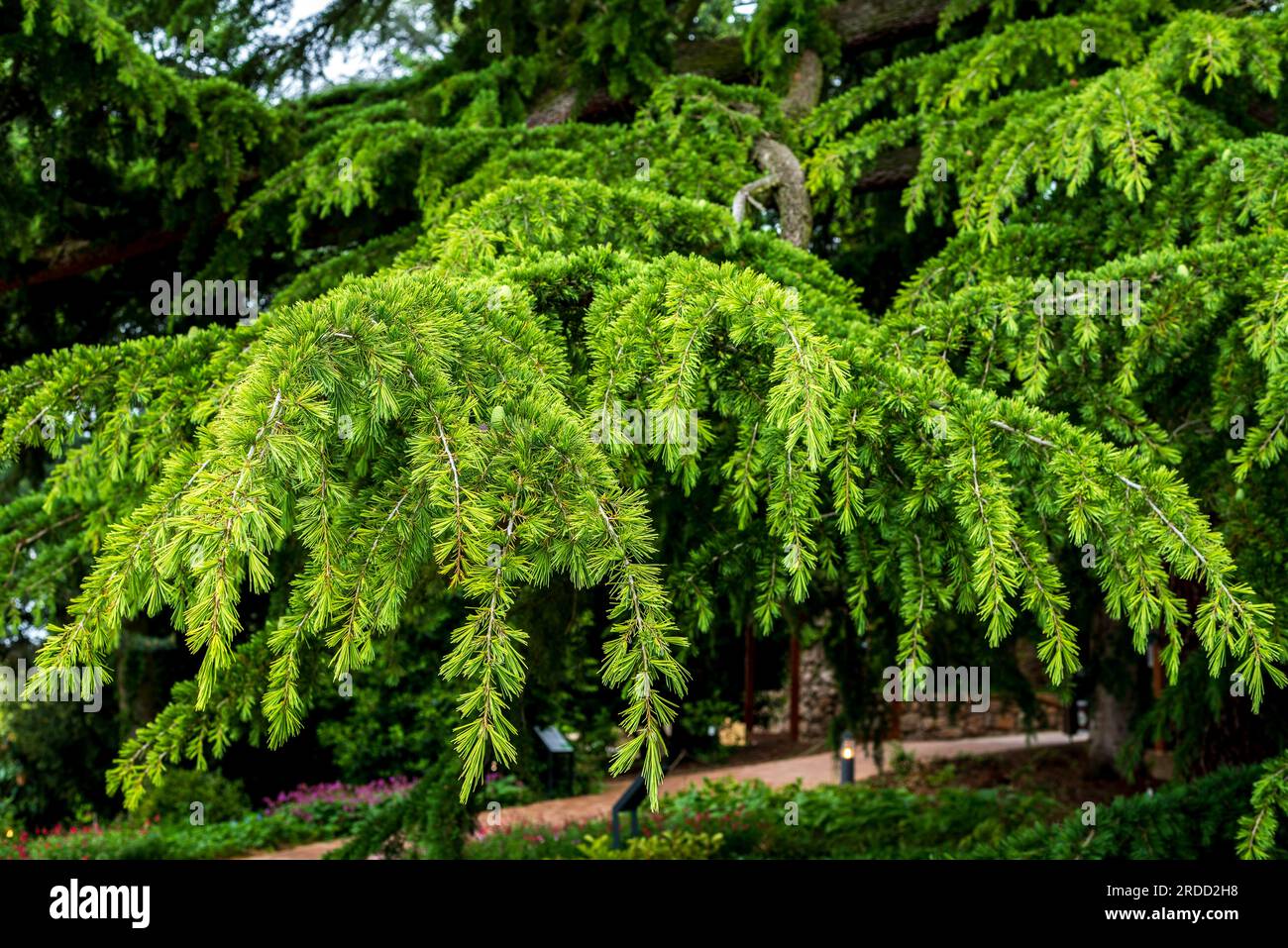 Cedrus deodara, the deodar cedar, Himalayan cedar, or deodar, is a ...