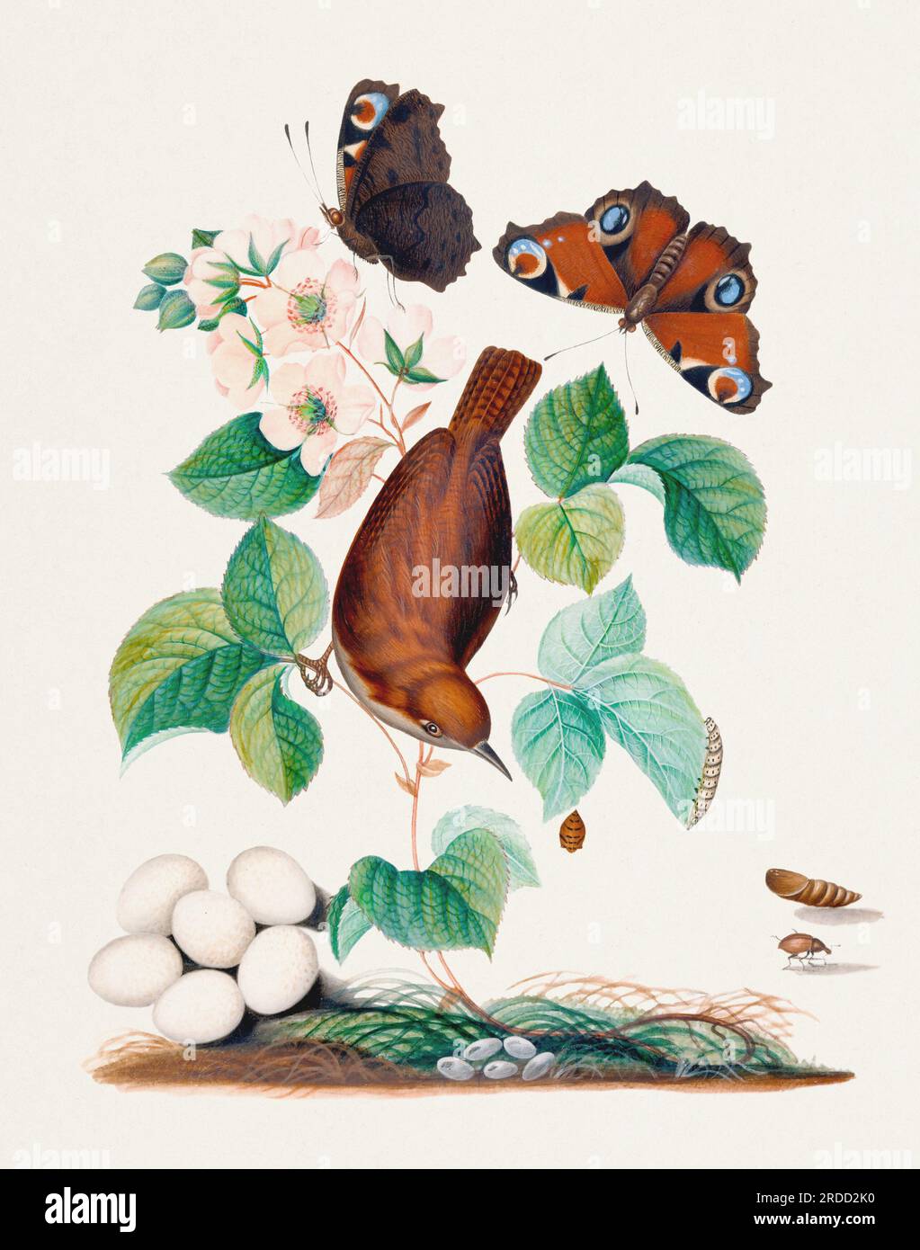 Bird, eggs, flowers, and butterflies in a harmonious dance Stock Photo ...