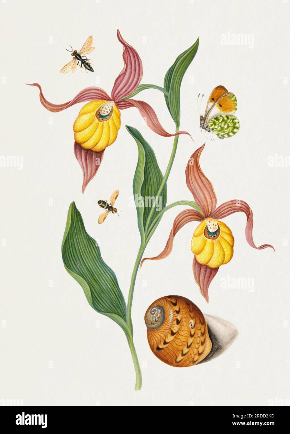 Enchanting Trio: Lady's slipper orchid, butterfly, and shell Stock ...