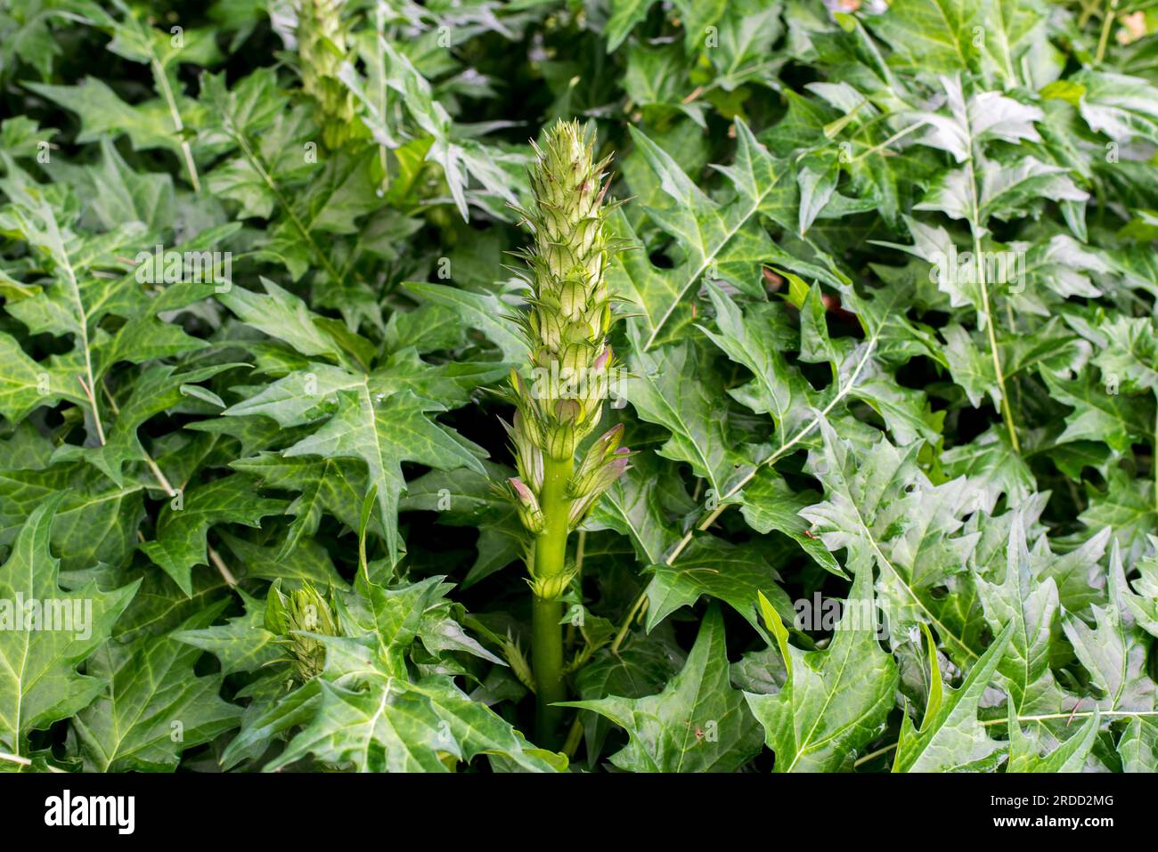 Acanthus detail hi-res stock photography and images - Alamy