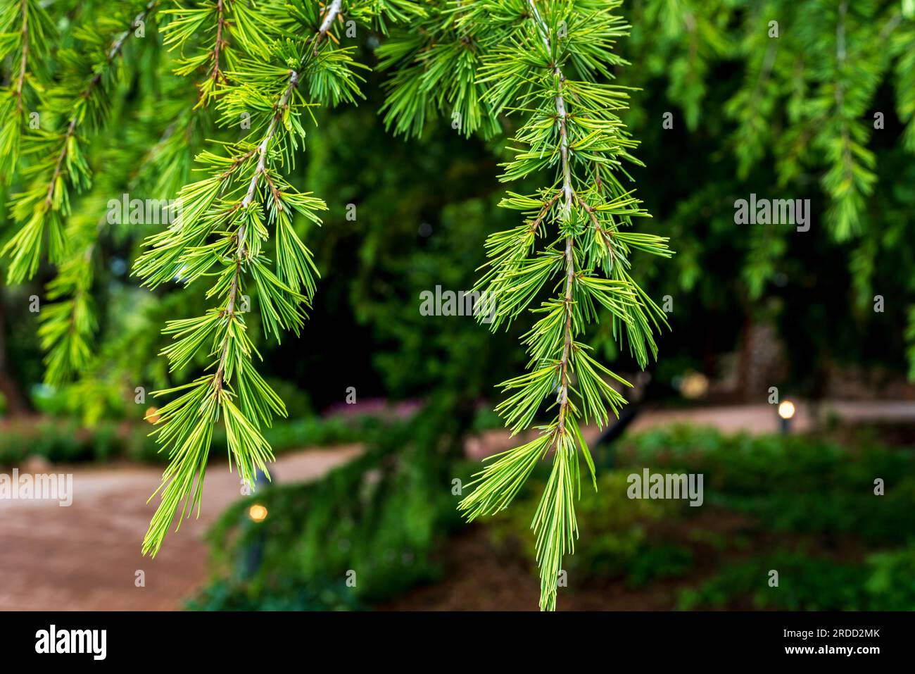 Cedrus deodara, the deodar cedar, Himalayan cedar, or deodar, is a ...