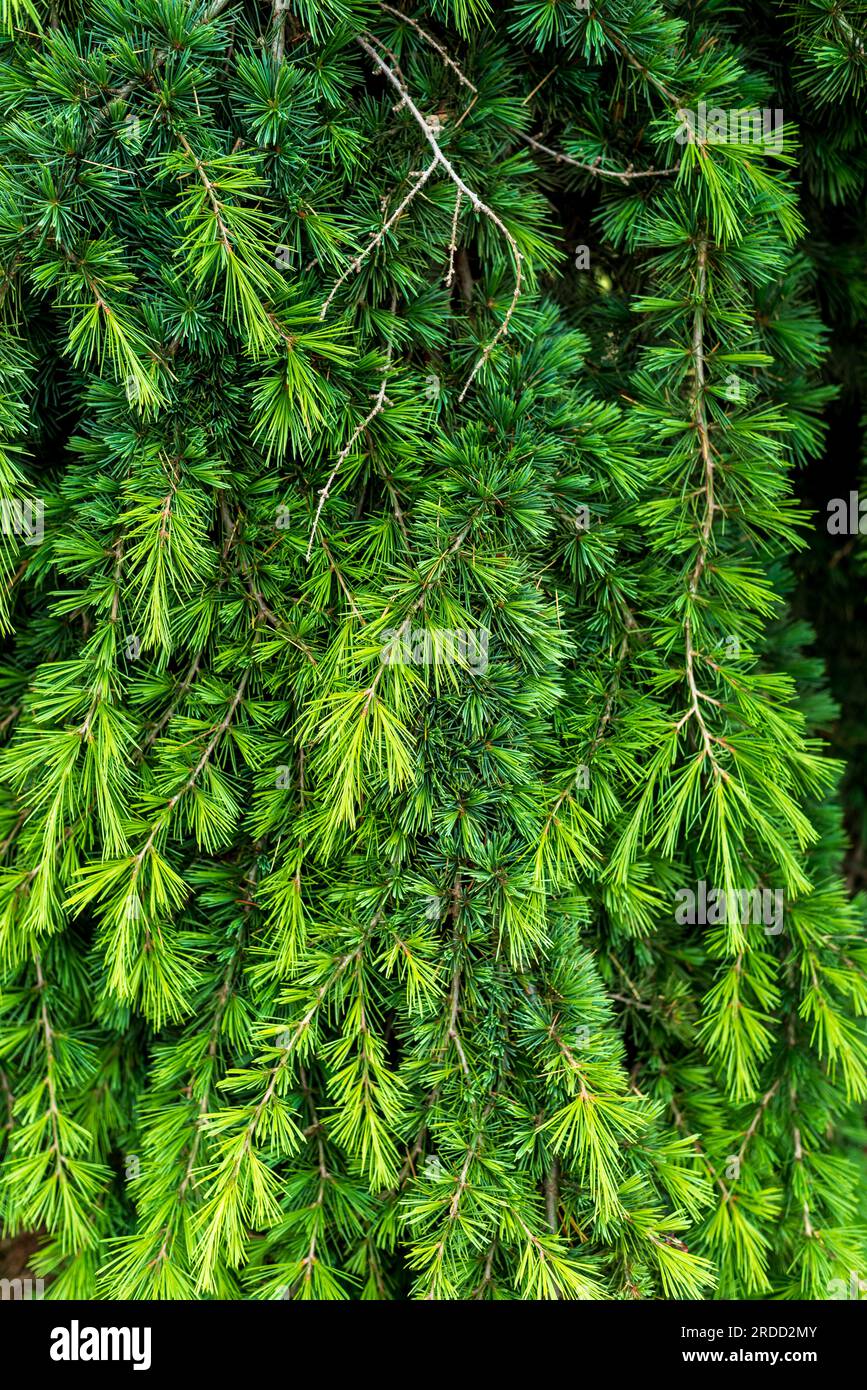 Cedrus deodara, the deodar cedar, Himalayan cedar, or deodar, is a species of cedar native to ...
