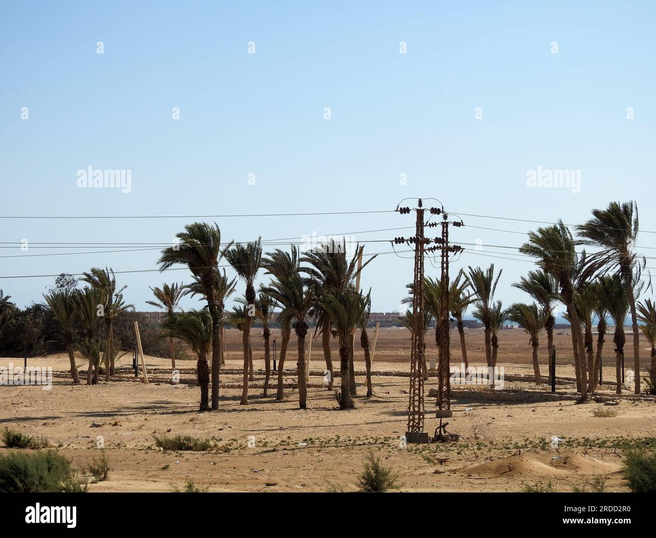Prophet Moses Springs, Water wells and palms in Sinai Peninsula, Ras ...