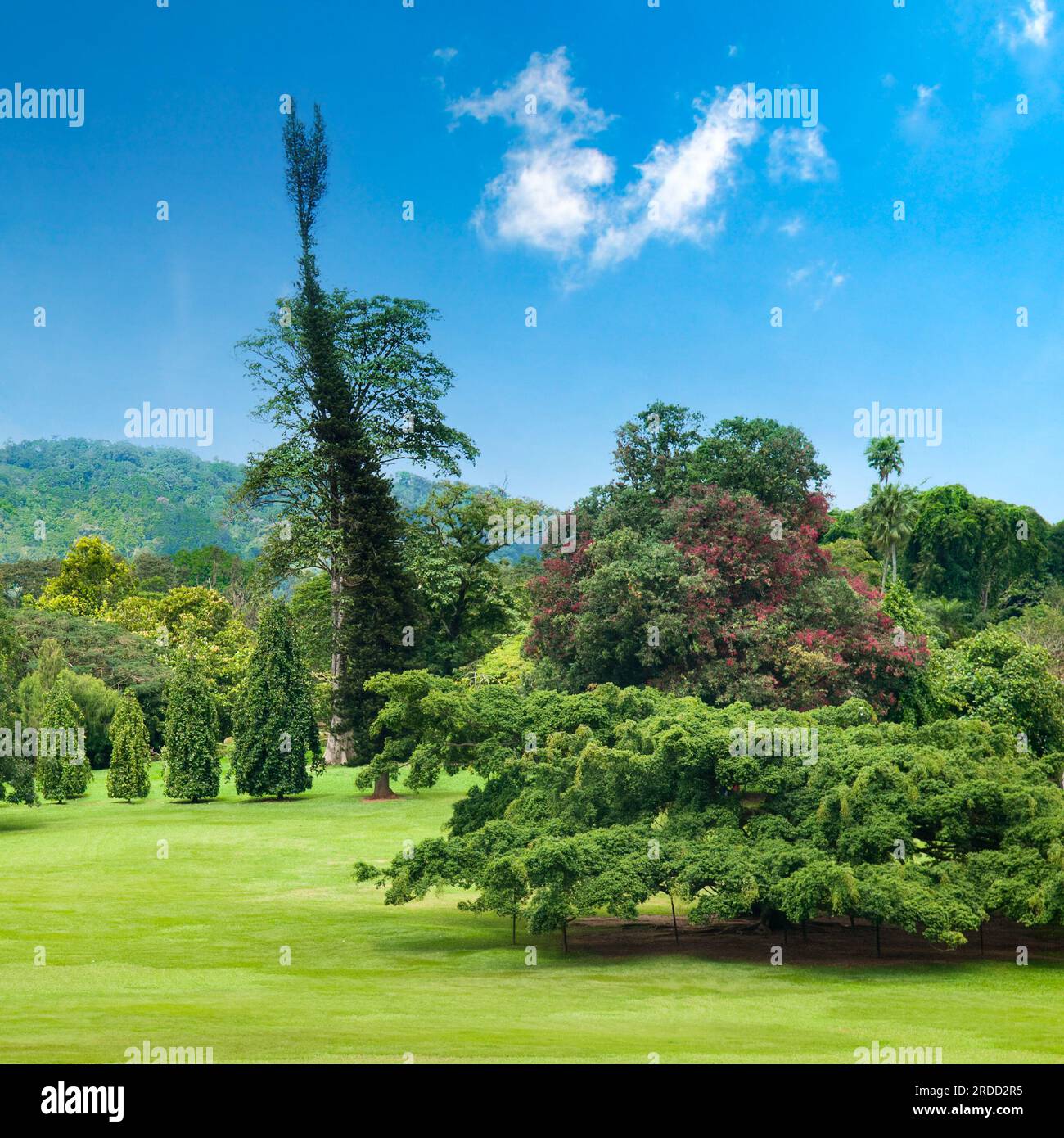 Araukari, rain tree and other exotic plants in Sri Lanka Botanical ...