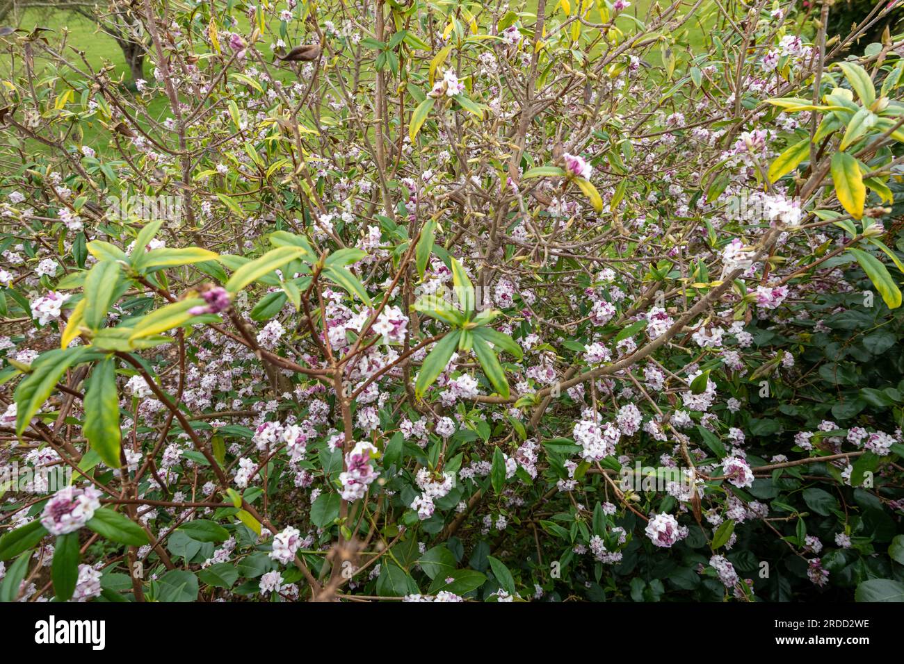 Close up of perfume princess Daphne flowers in bloom Stock Photo - Alamy